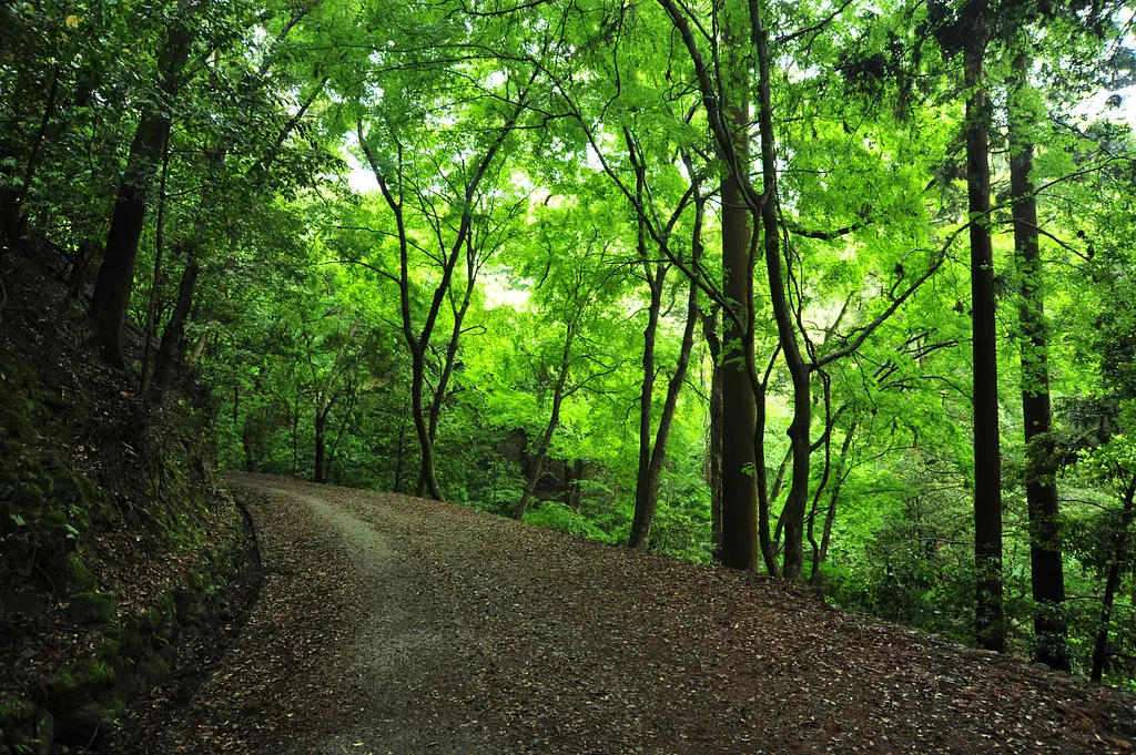 Mount Kasuga Primeval Forest | Spot List | 【公式】奈良市観光コンシェルジュ